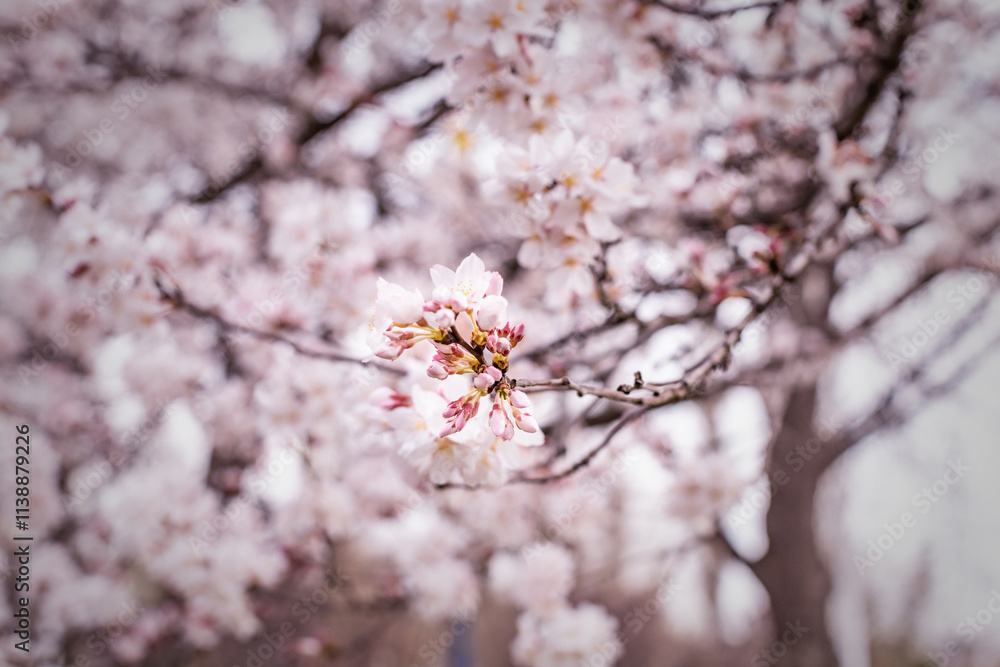 Beautiful spring flowering cherry tree (sakura). Shallow depth of field ...