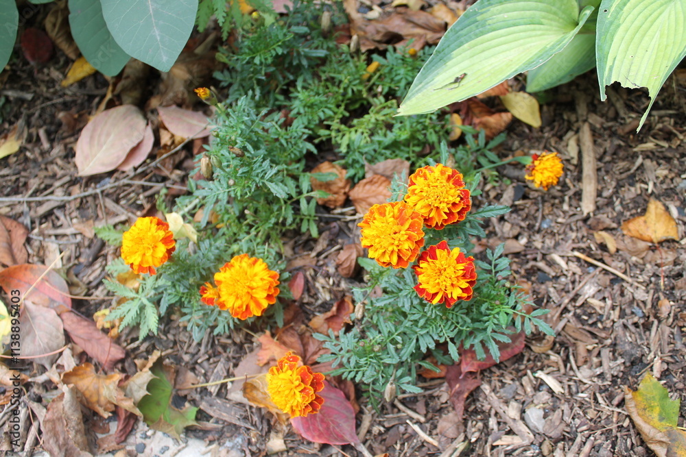 A sample of Janie Marigold (Tagetes Patula) in the Aster family ...
