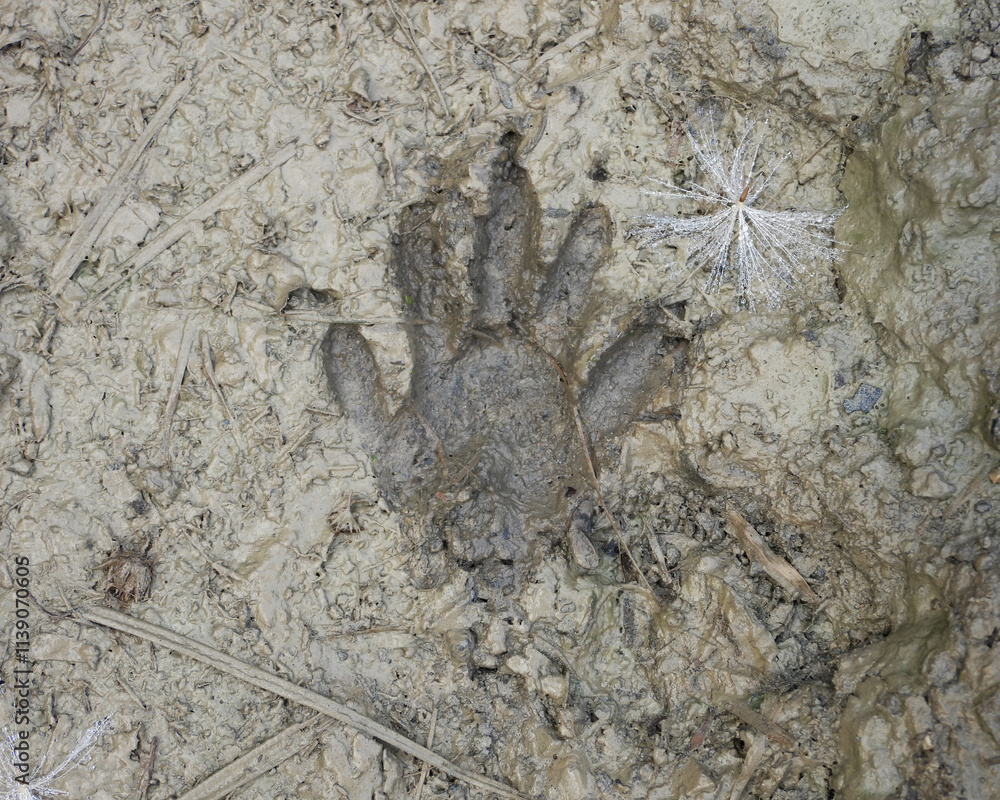 Raccoon (Procyon lotor) Track - Foot Print in Mud - Native North ...