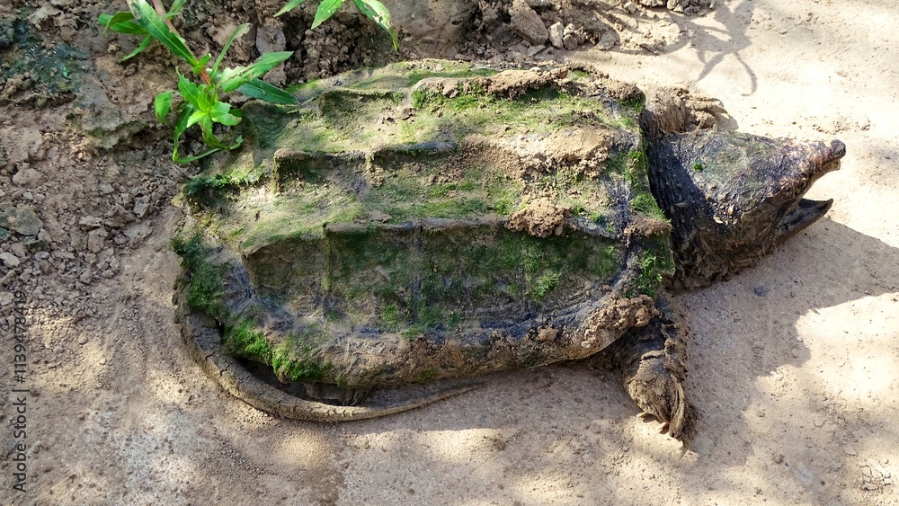 Alligator snapping turtle, Macrochelys temminckii. Family: Chelydridae ...