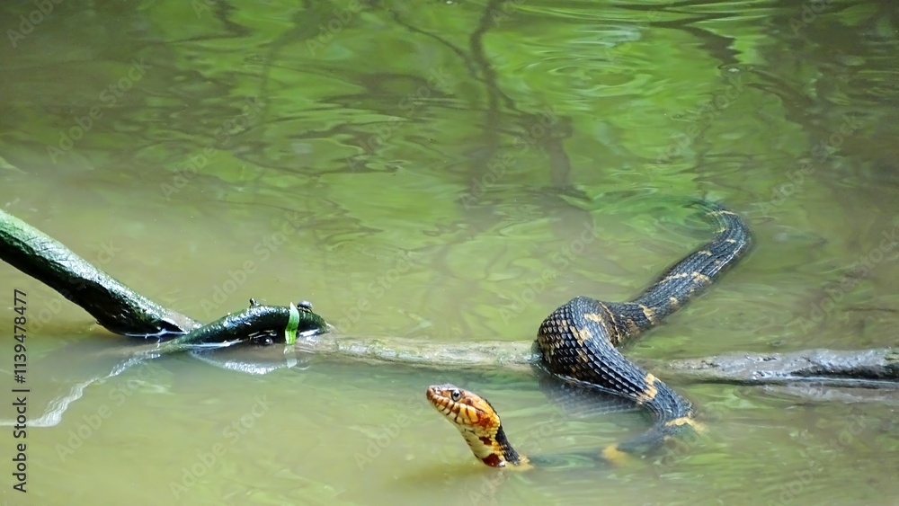 The banded water snake or southern water snake, Nerodia fasciata ...