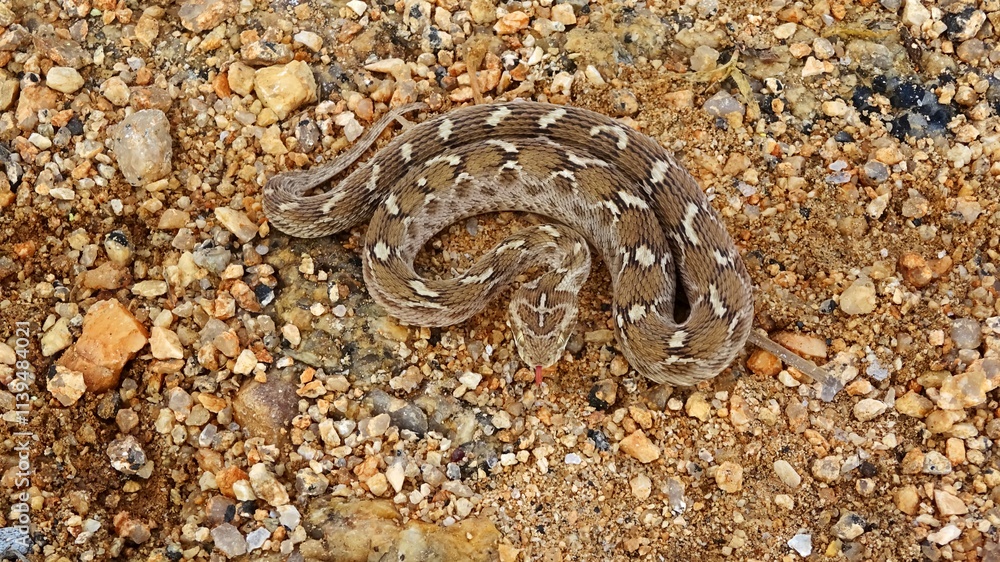 Saw-scaled viper, Echis carinatus, Rajasthan, India. Found in Middle ...