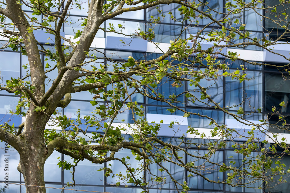 The photograph captures tree branches gracefully framing urban glass ...