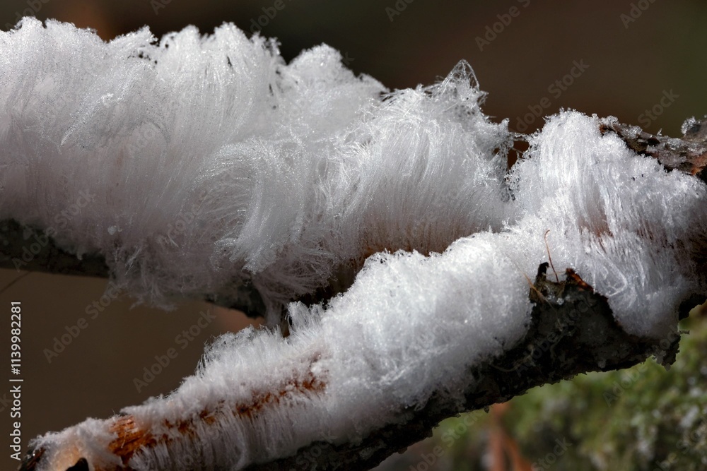 An unusual natural phenomenon - mysterious hair ice on wood looks like ...