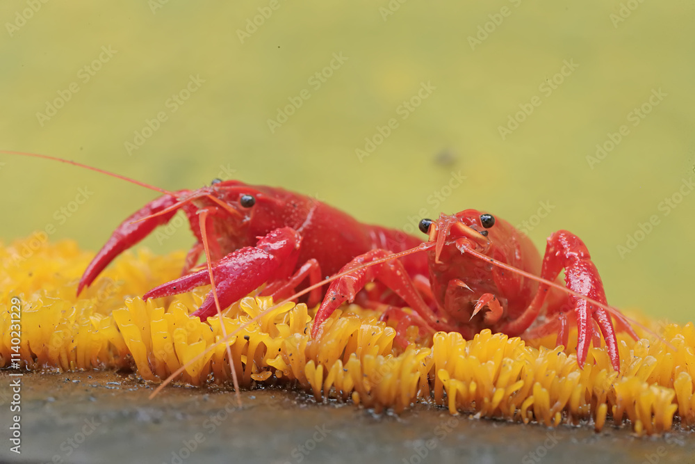 Two freshwater crayfish are hunting for prey on moss growing on the ...