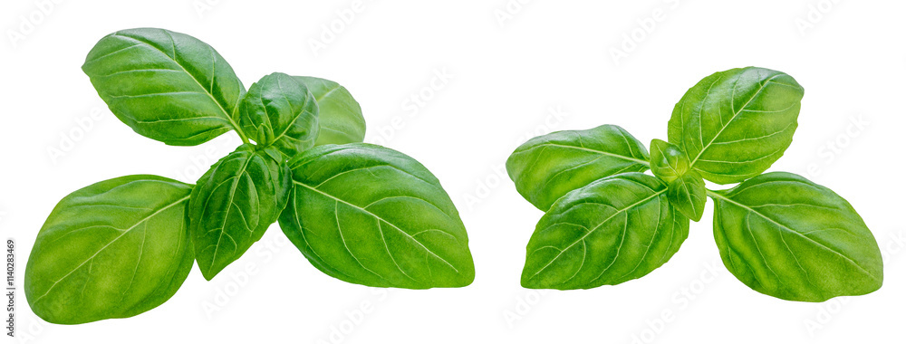 Isolated Basil leaves. Green Basil leaf collection on white background ...