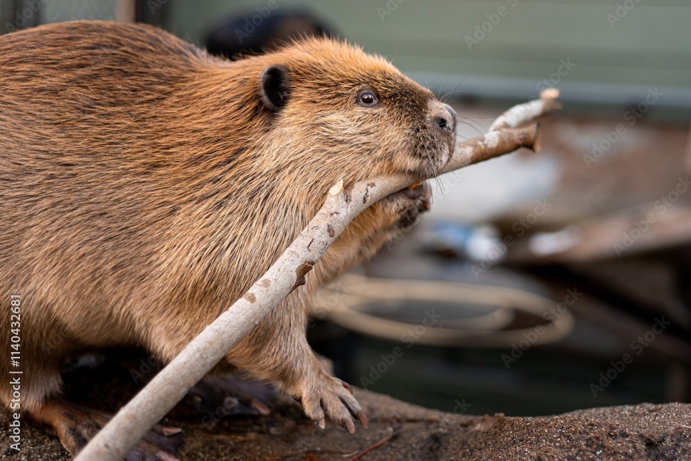 Intimate capture of a beaver busily gnawing on a branch, showcasing its ...