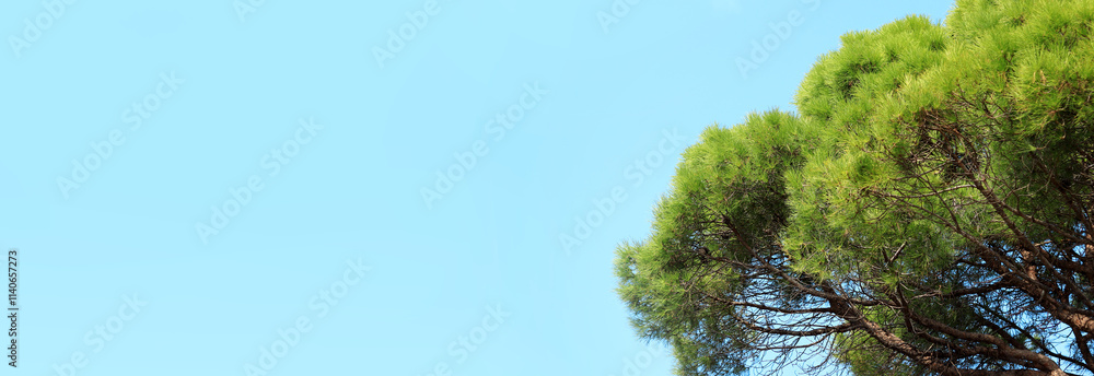 Stone pine trees, botanical name Pinus pinea. Pine tree against blue ...