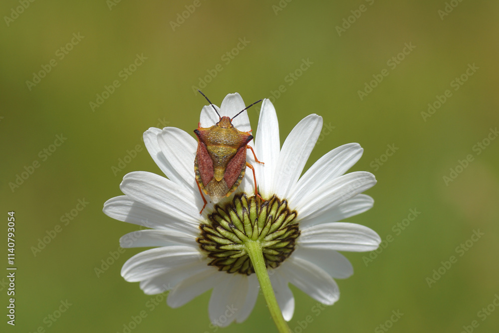 Close up shield bug named Carpocoris, family Pentatomidae on underside ...