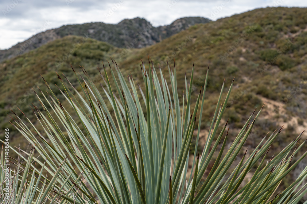 Hesperoyucca whipplei (syn. Yucca whipplei), the chaparral yucca ...