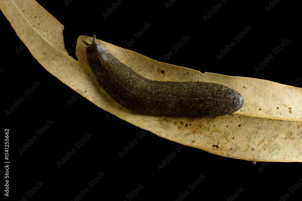 Asian flat slug notorious for destroying vegetable growing in Asia well ...