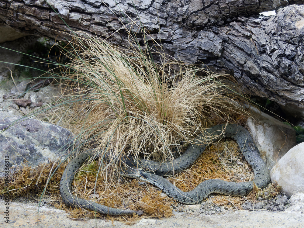Natrix natrix | Grass snake - Ringed snake - Water snake. Semi-aquatic ...