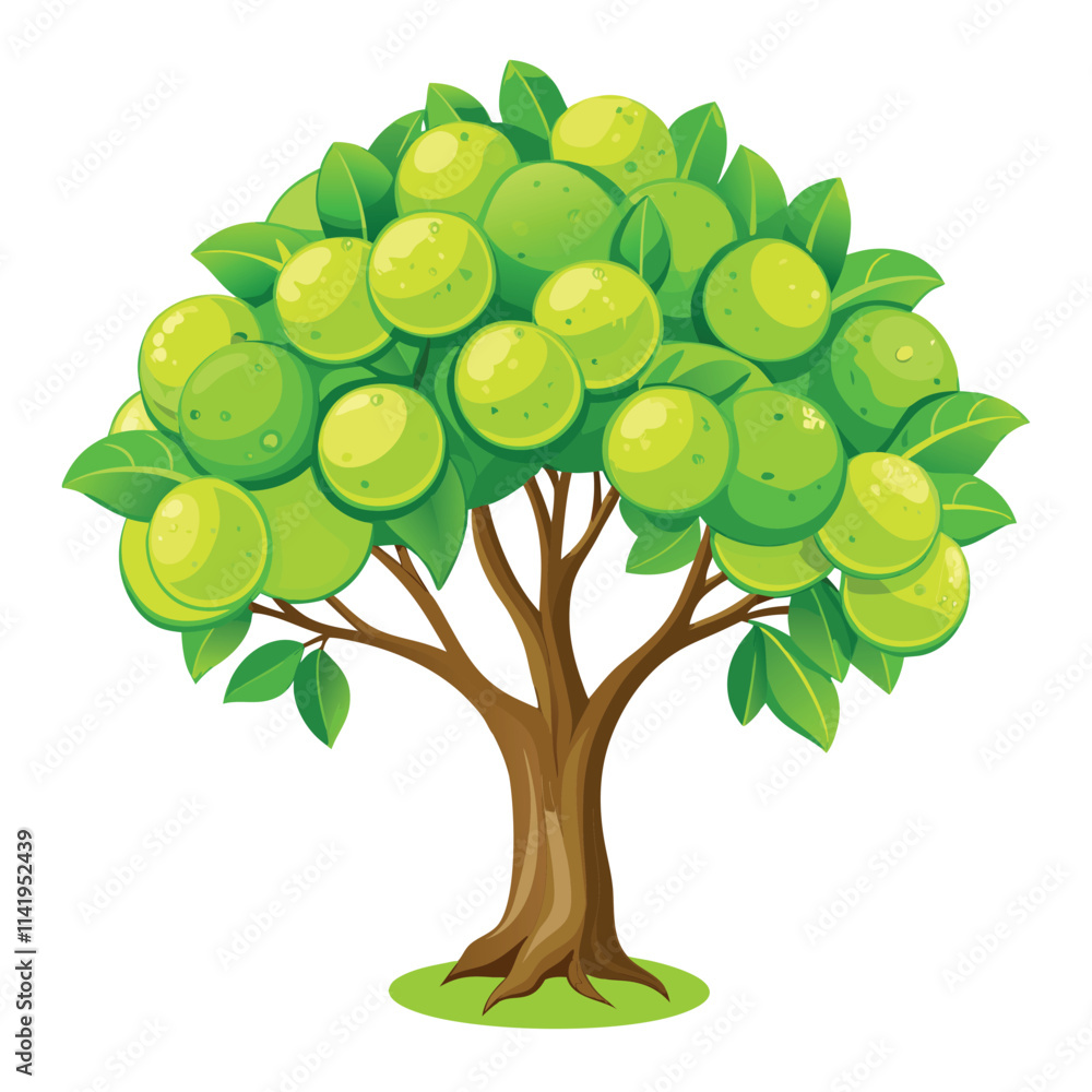 vector of Lime Tree (Citrus aurantiifolia) design, labeled vector art ...