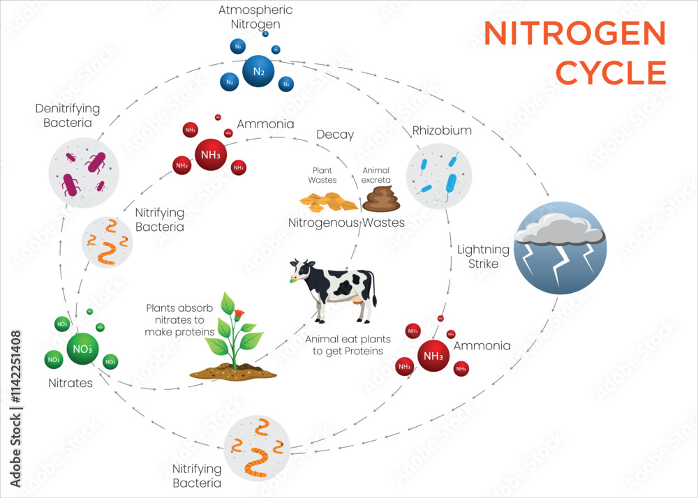 Nitrogen Cycle Diagram Visualizing Nitrogen Flow Through Fixation, Nitrification, and ...