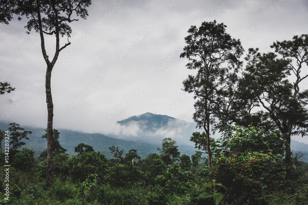 View of forests of Mudumalai National park in Mudumalai, India Stock ...