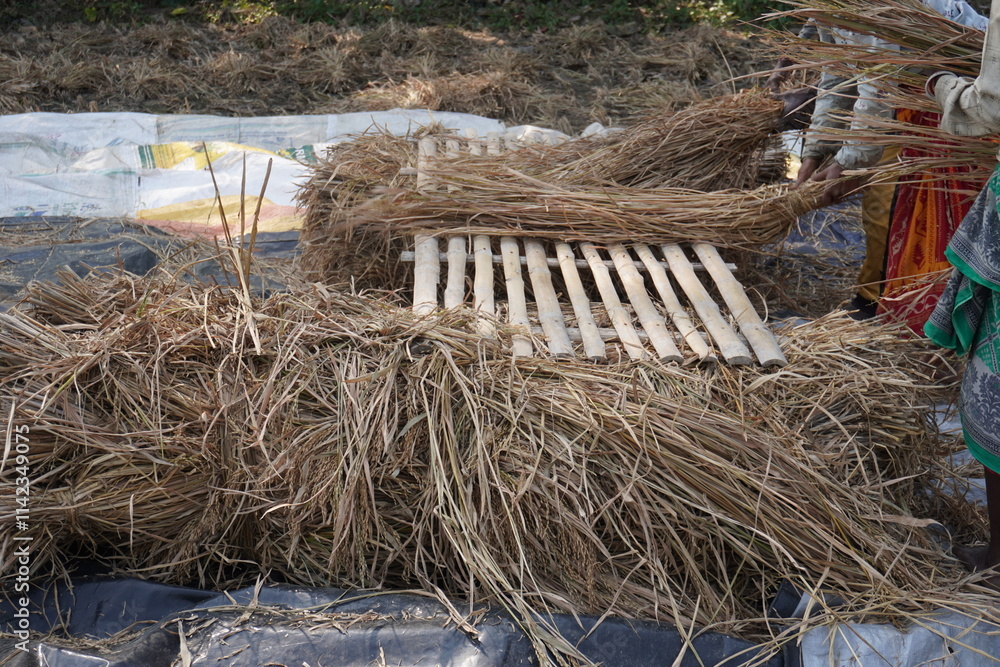 Farmers are threshing paddy on the bamboo mat for separating rice from ...