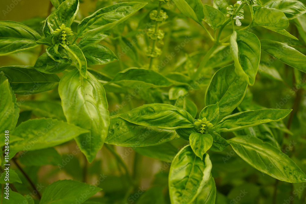 Basil leaves, from above. Also known as sweet, great or Genovese basil ...