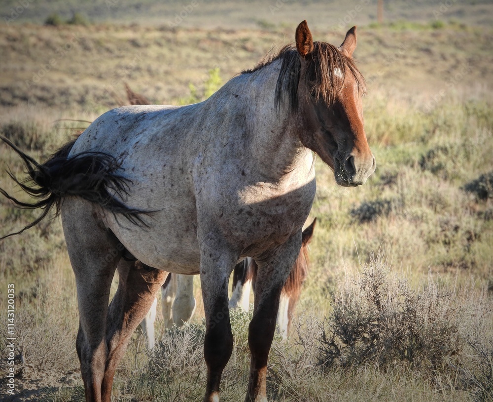 Samurai - Red Roan Wild Mustang Stallion of the Sand Wash Basin in ...