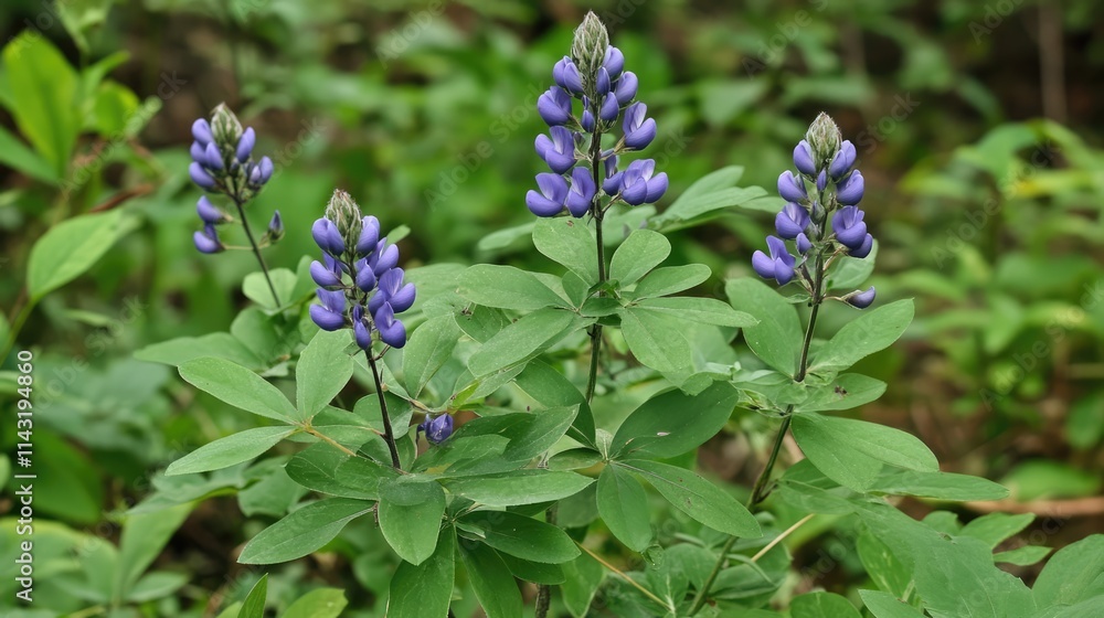 False indigo bush plant with purple flowers in jungle habitat ...
