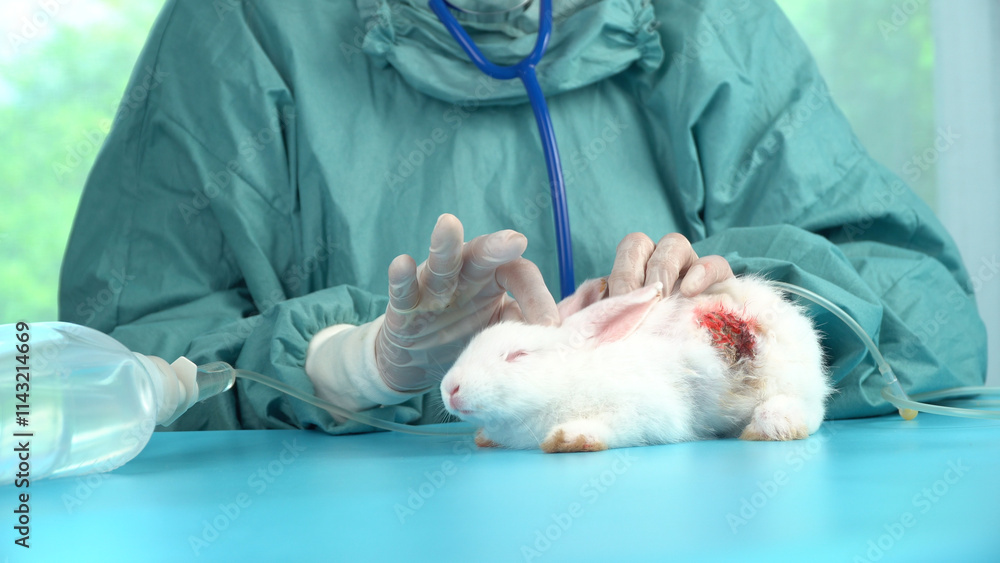 Veterinarian wear gloves carry saline bottle care sick rabbit wound ...