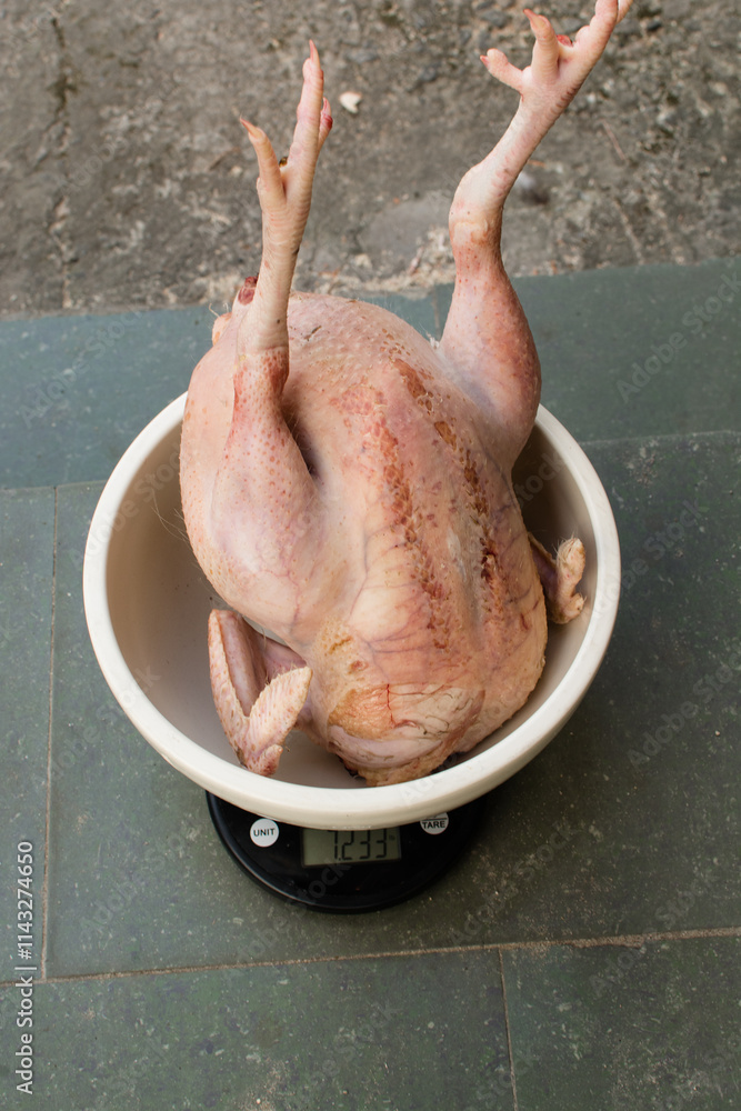 Overhead view of plucked raw whole organic chickens being weighed, top ...