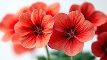 Coral Colored Geranium Flower Free Stock Photo - Public Domain Pictures