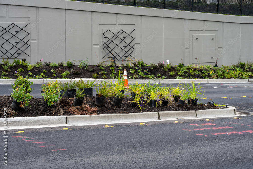 New installed road center median planting strip and sidewalk planting ...