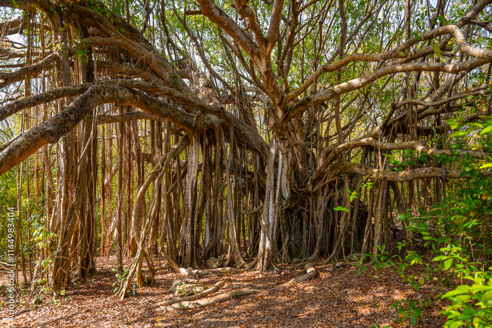 Strangler fig is a tropical plant species in the genus Ficus. Columnar ...