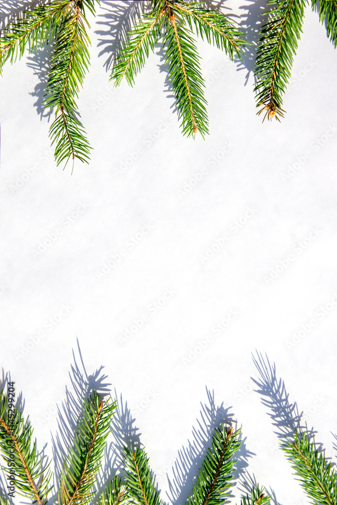 Lush evergreen branches create a natural frame on a white background ...