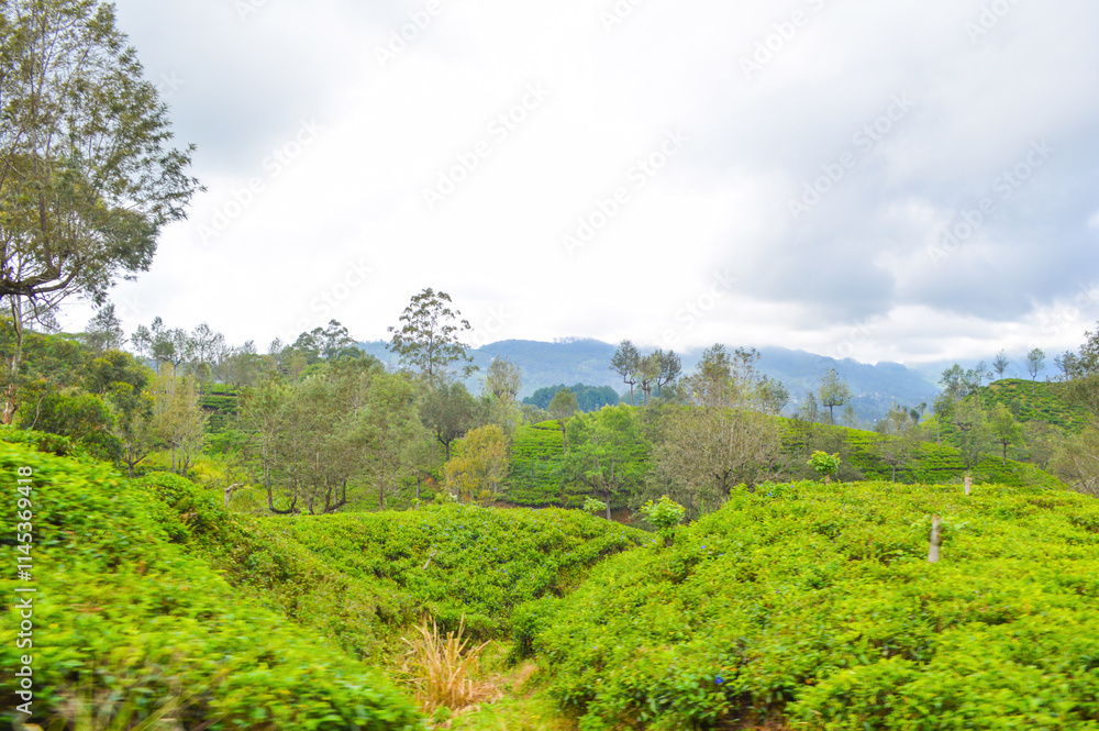 Colonial tea estates initiated by the British Empire, surrounded by ...