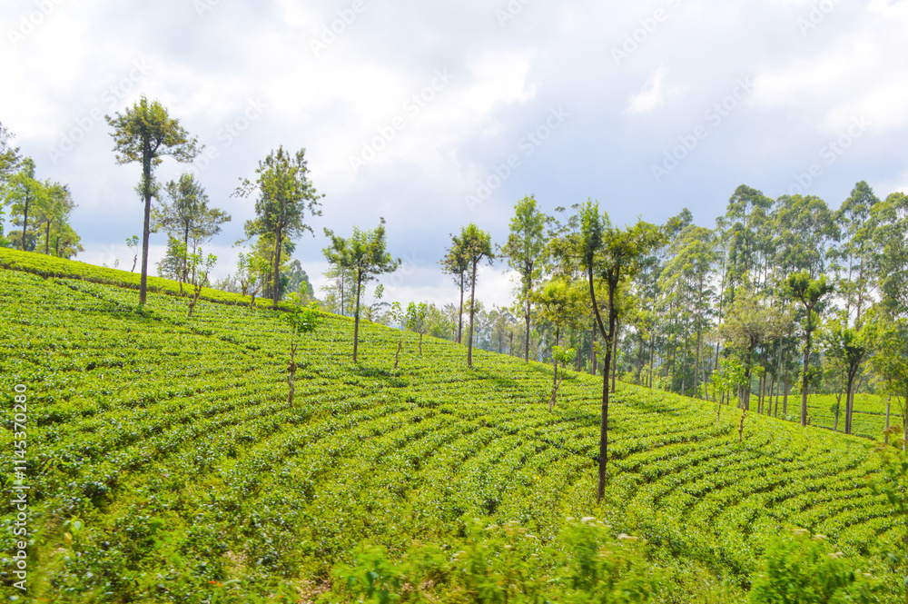 Colonial tea estates initiated by the British Empire, surrounded by ...