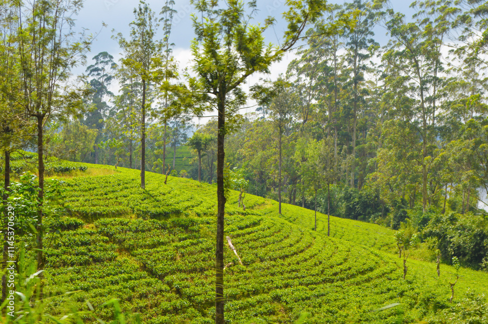 Colonial tea estates initiated by the British Empire, surrounded by ...