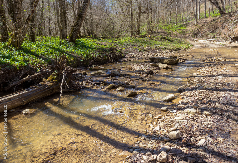 nature park , spring mood, walk through the forest and riverbed with an ...