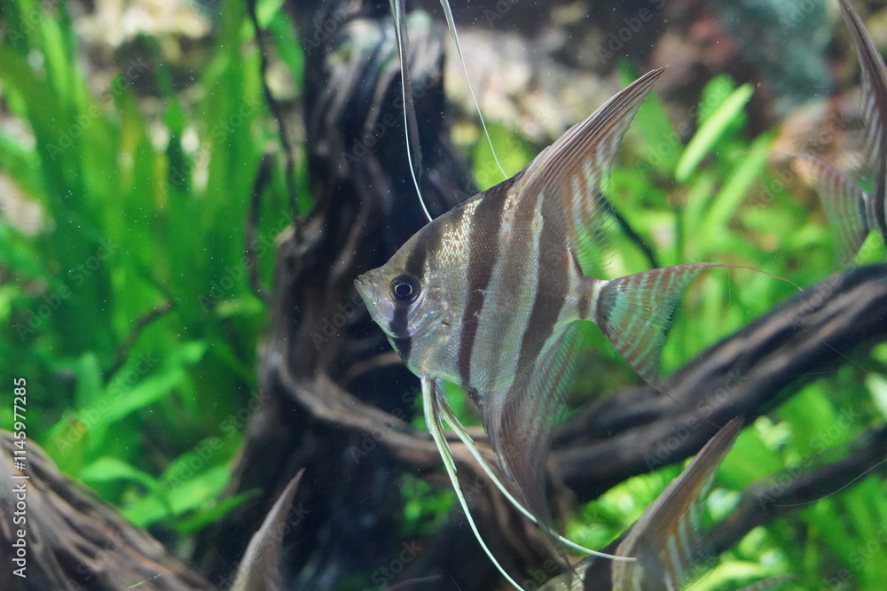The Altum Angelfish (Pterophyllum altum) is a stunning freshwater fish ...
