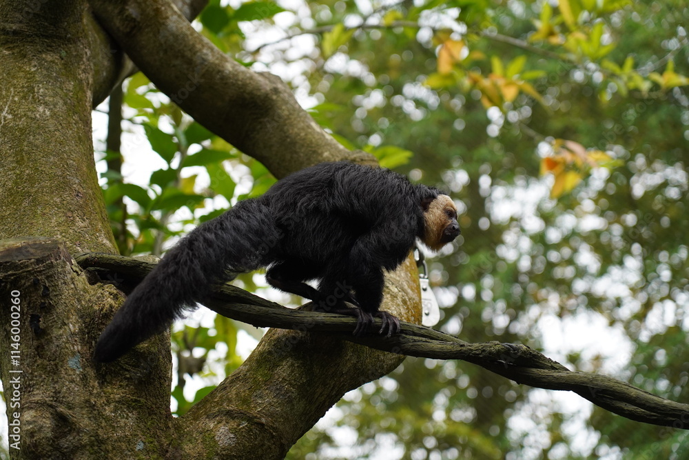 The Saki monkey is a small to medium-sized primate known for its ...