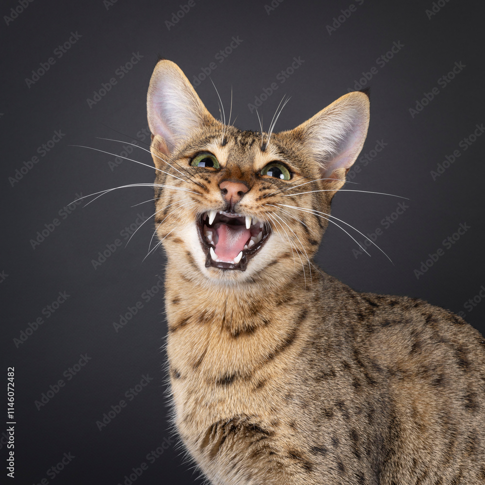 Head shot of gorgeous young Savannah cat, sitting up facing front ...