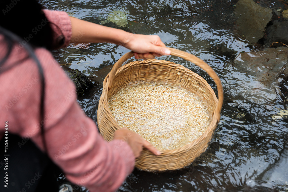 Indigenous Woman Washing Wheat in a River for Traditional Muday ...