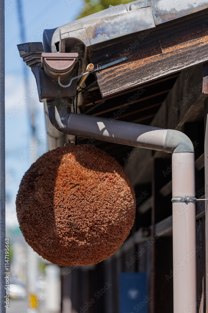 A Japanese Sakagura or Sake Brewery displays a brown-colored Sugidama ...