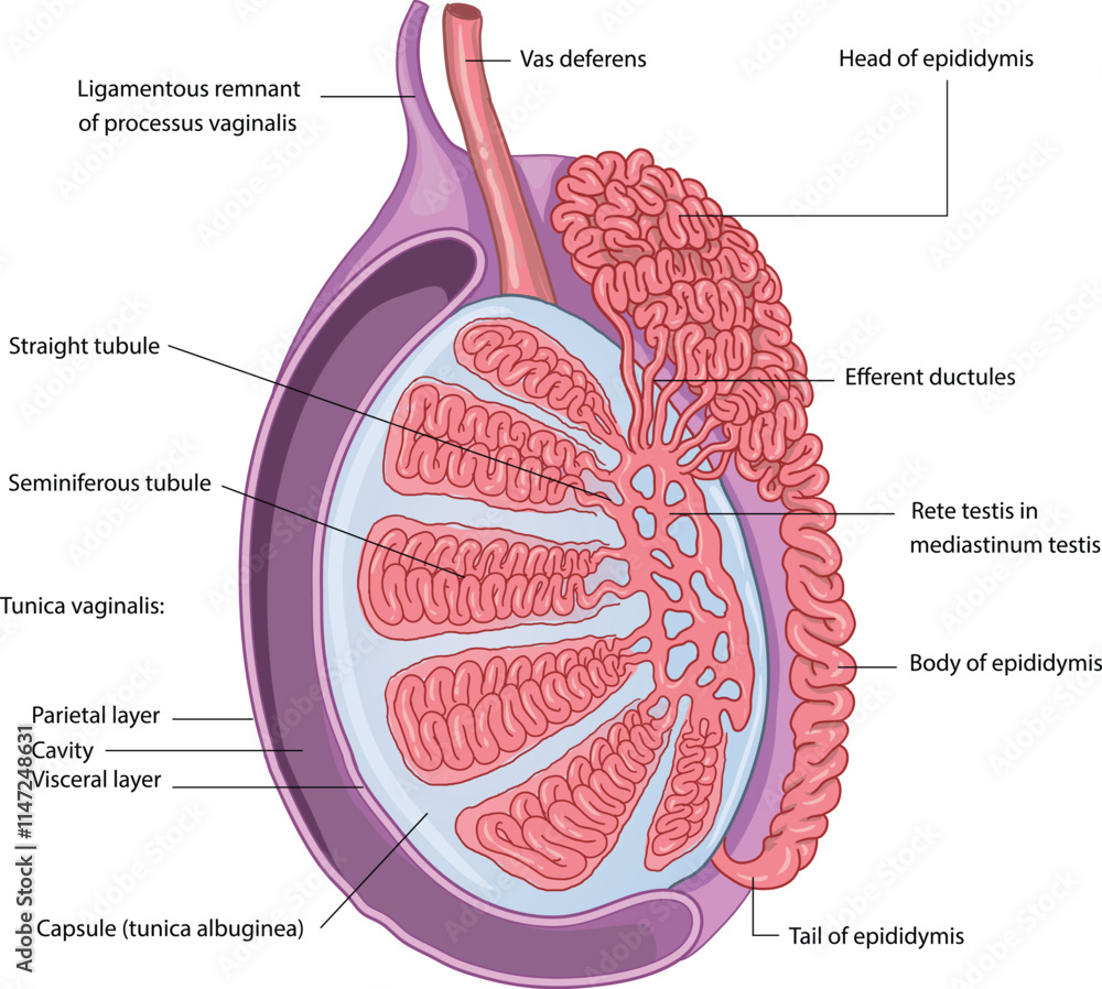 illustration of testis anatomy diagram Stock Vector | Adobe Stock
