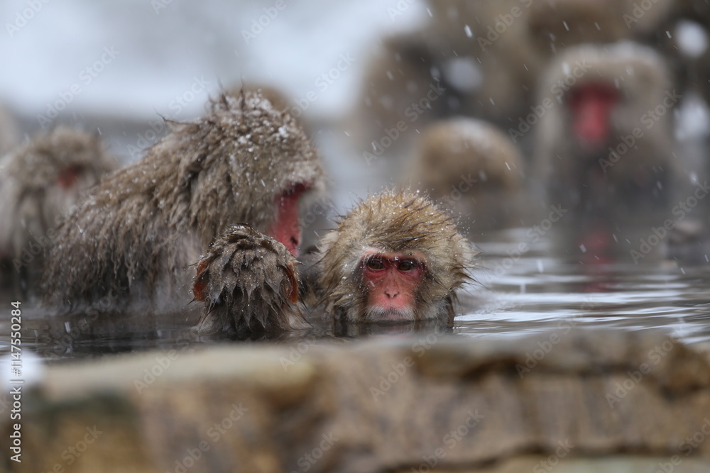 Japan monkey bathing in a snowy hot spring Stock Photo | Adobe Stock
