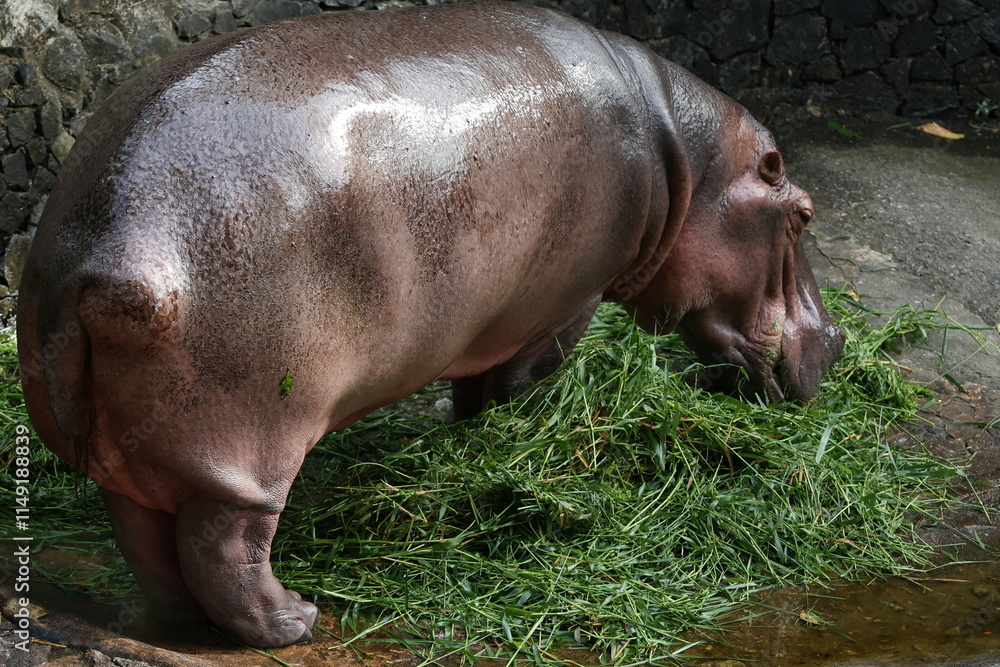 Foto Hippos are large mammals. Hippopotamus eats grass deliciously. The ...