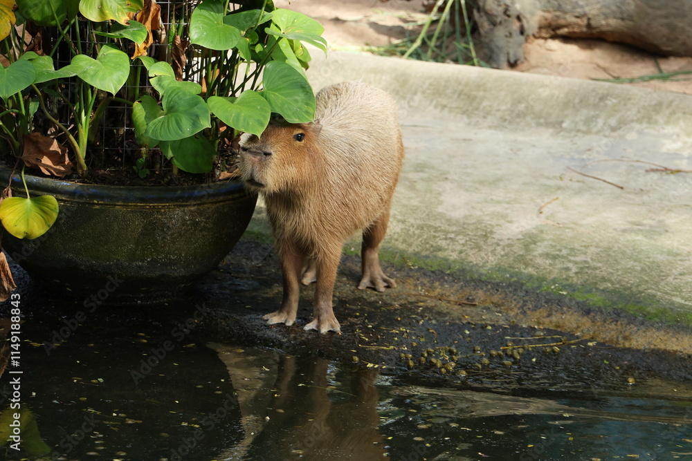Capybara standing still beside pot near pond at open zoo, Hydrochoerus ...