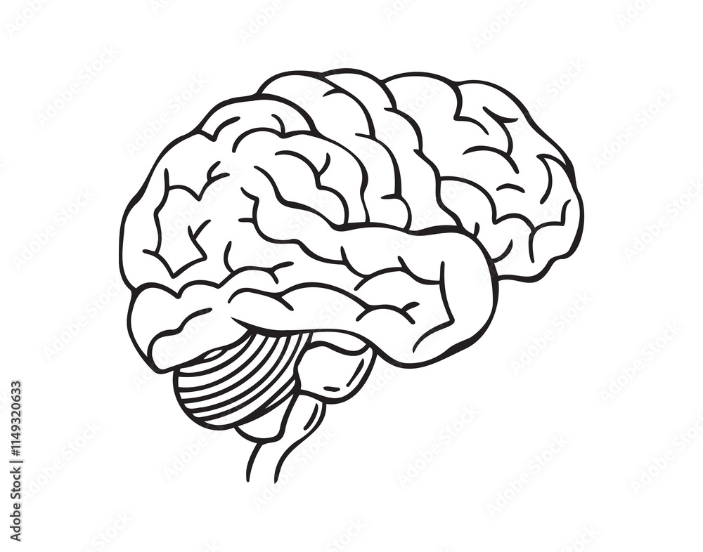human brain doodle hand drawn icon. Outline drawing anatomy human brain ...