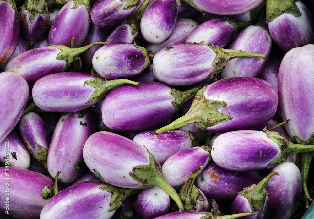 Freshly picked organic Rosa Bianca Eggplant. (violet colour brinjal ...