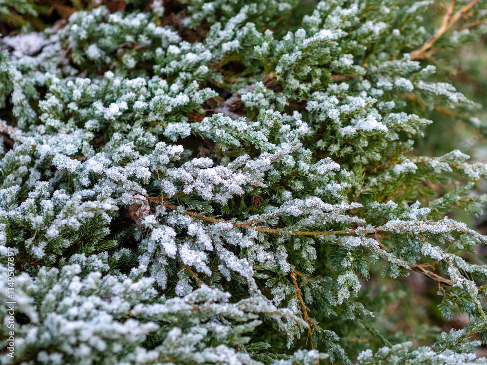 Frosted branches of a juniper bush. Garden in winter. Cold weather ...