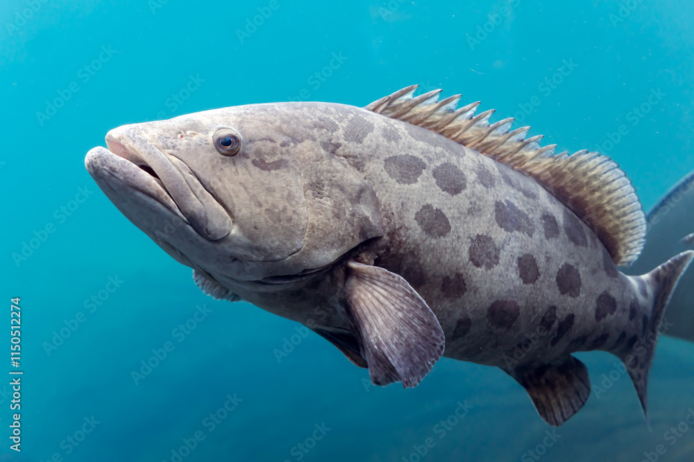 Potato grouper species of marine ray-finned fish, a grouper from the ...
