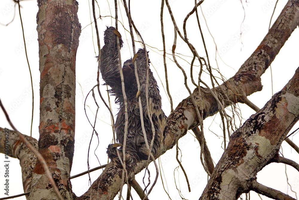 Brown-throated sloth (Bradypus variegatus) climbing a tree in the ...