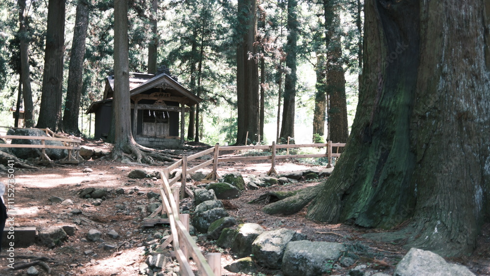 Japanese shrine inside the forest and tall cedar at kawaguchi asama ...