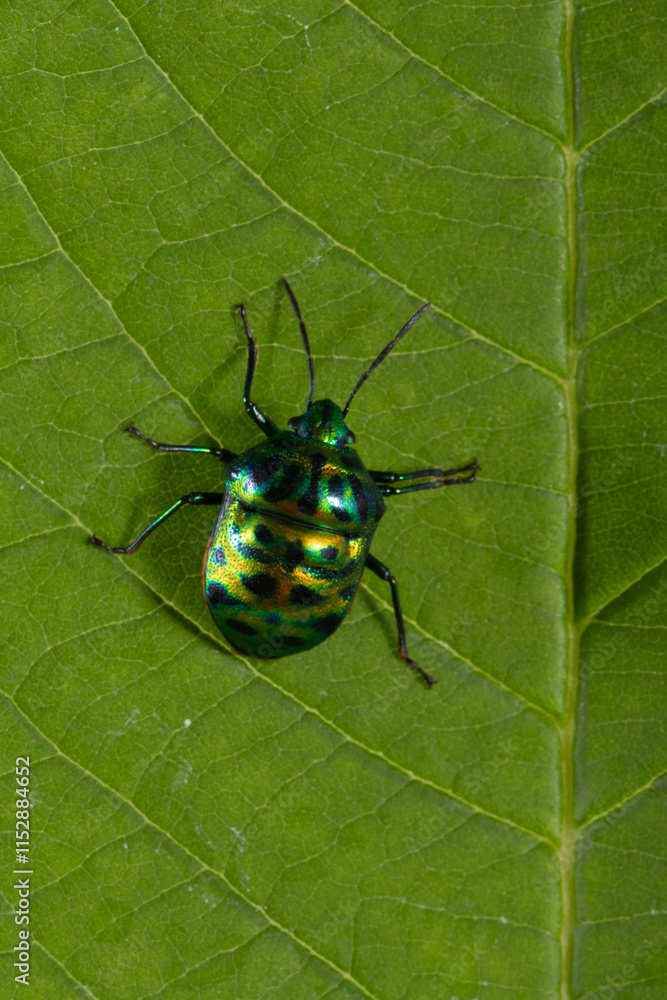 Scutelleridae is a family of true bugs. They are commonly known as ...