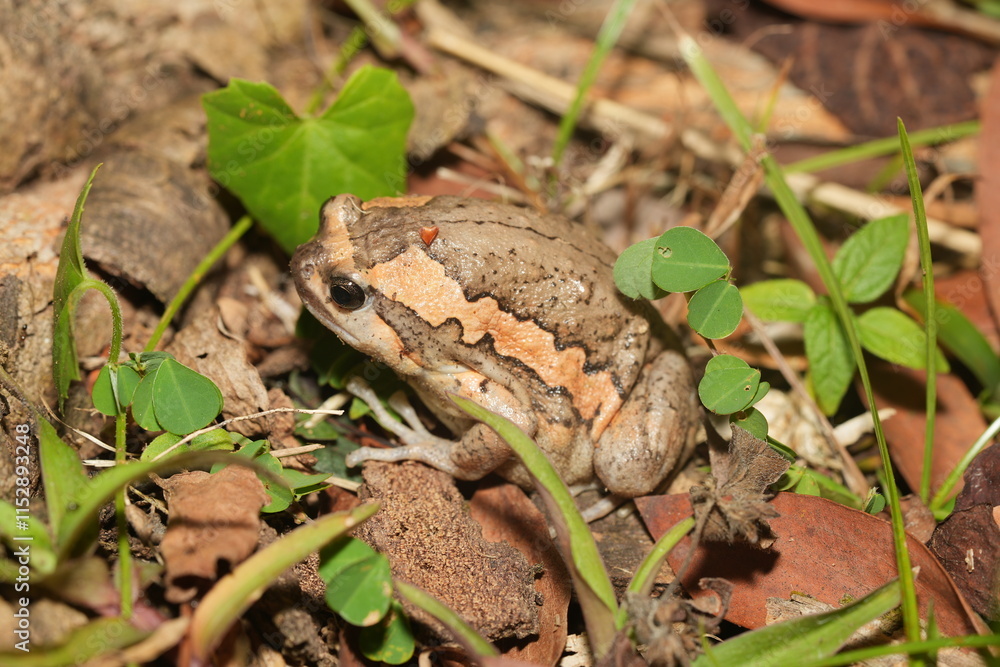 Kaloula pulchra pulchra, commonly known as the Asian Painted Frog ...
